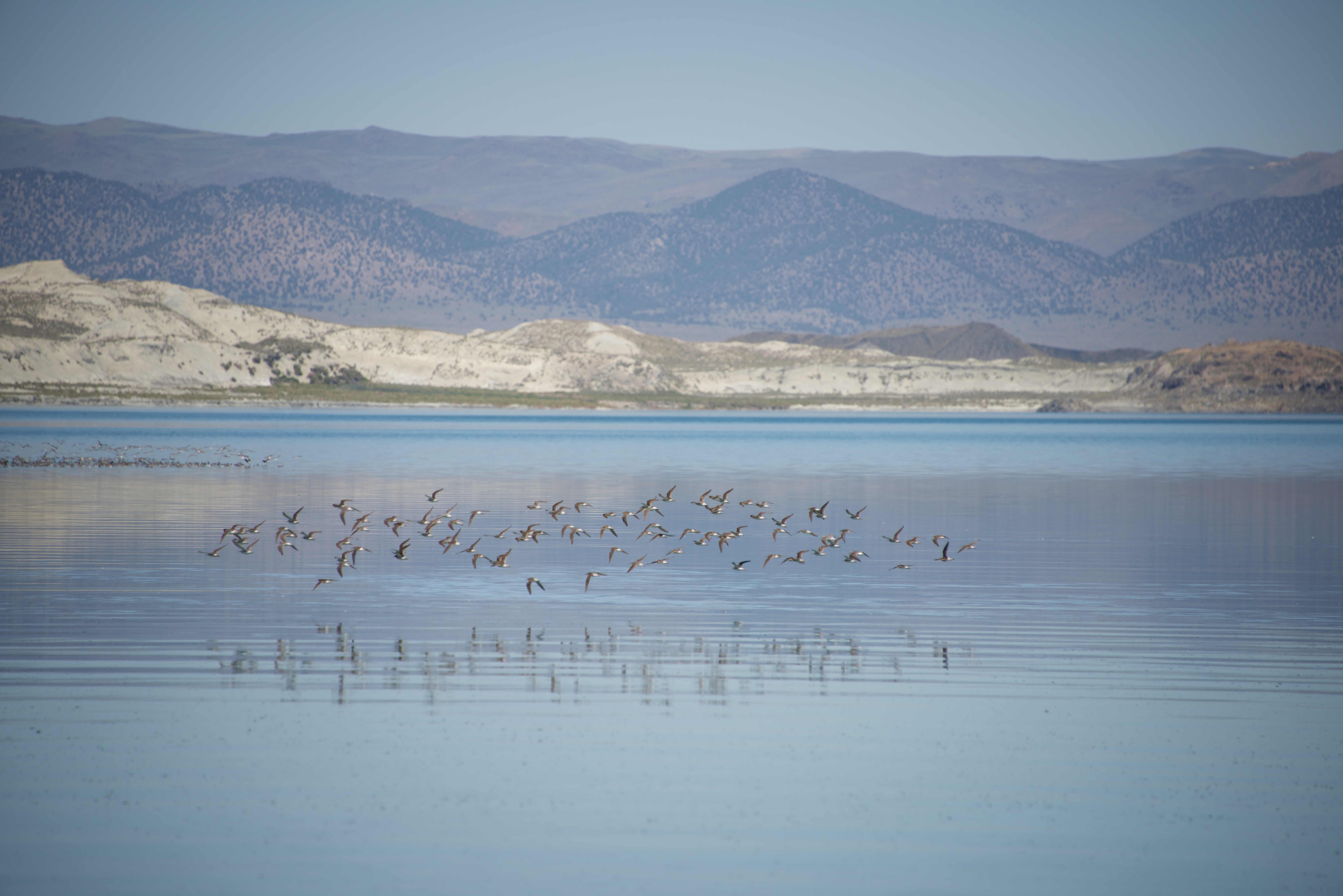 Birds over Mono Lake 2 - Nick Dale - Private Tutor