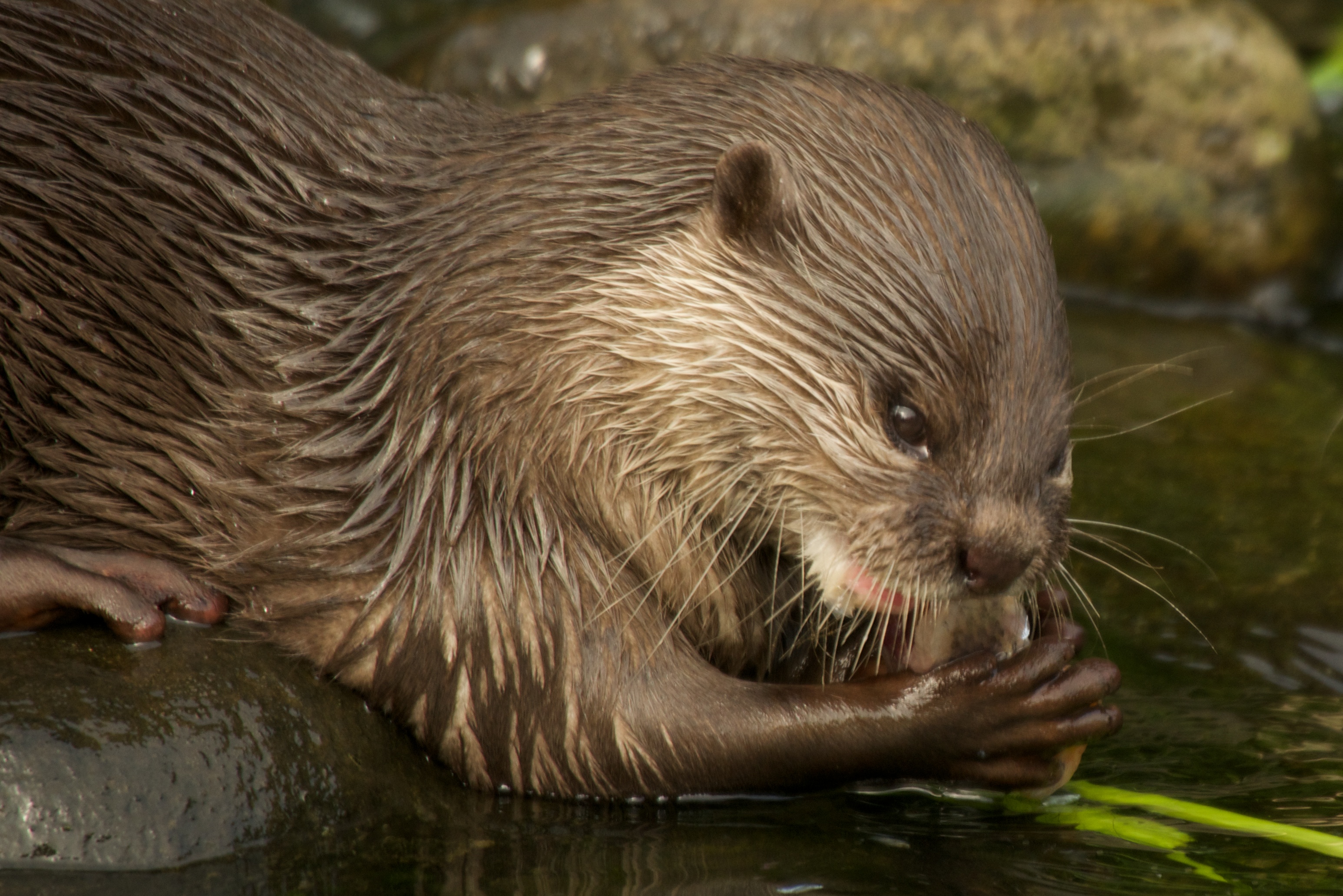 Close-up of Asian short-clawed otter chewing fish - Nick Dale - Private ...