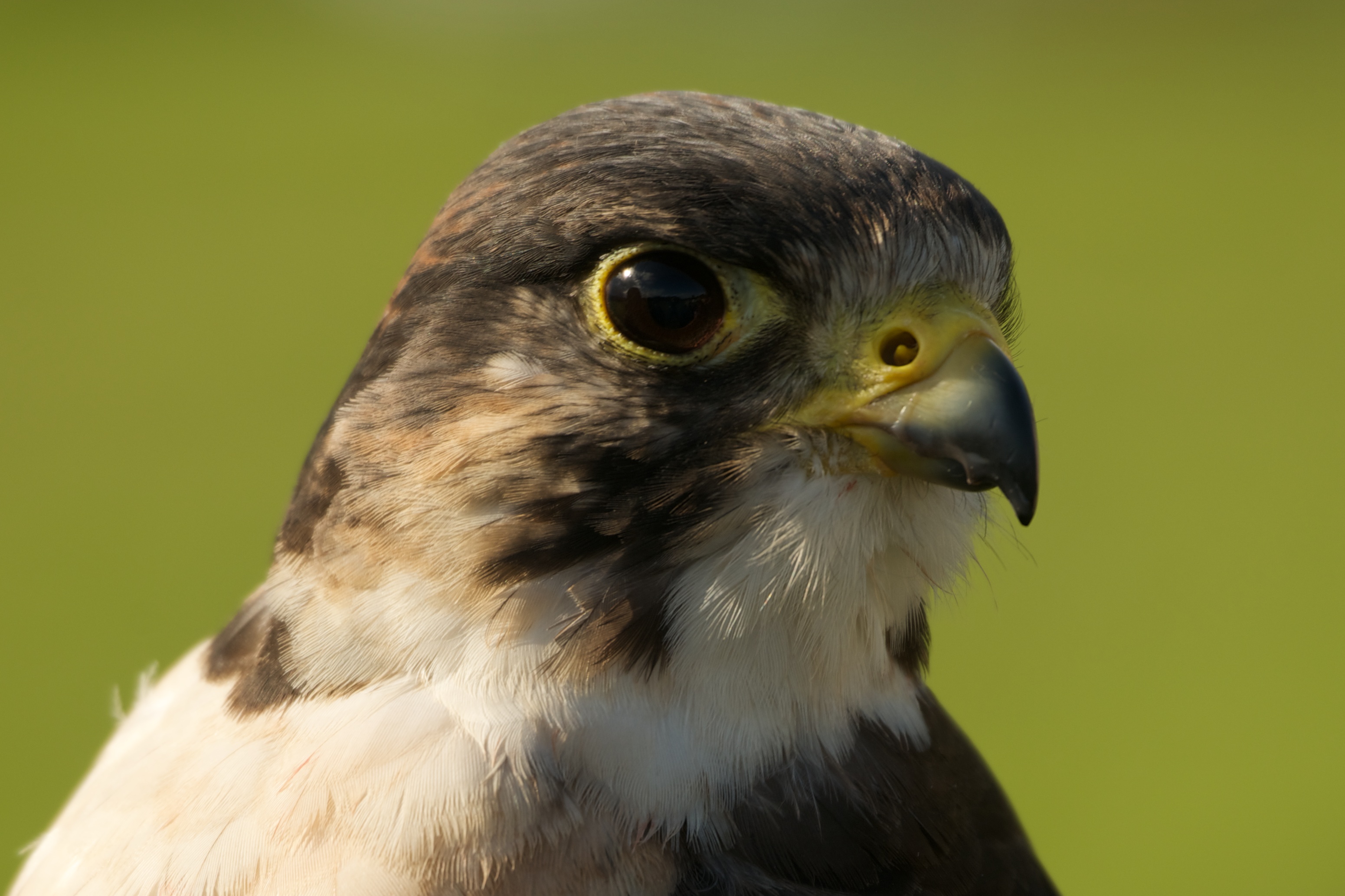 Close-up of peregrine falcon head facing right - Nick Dale - Private Tutor