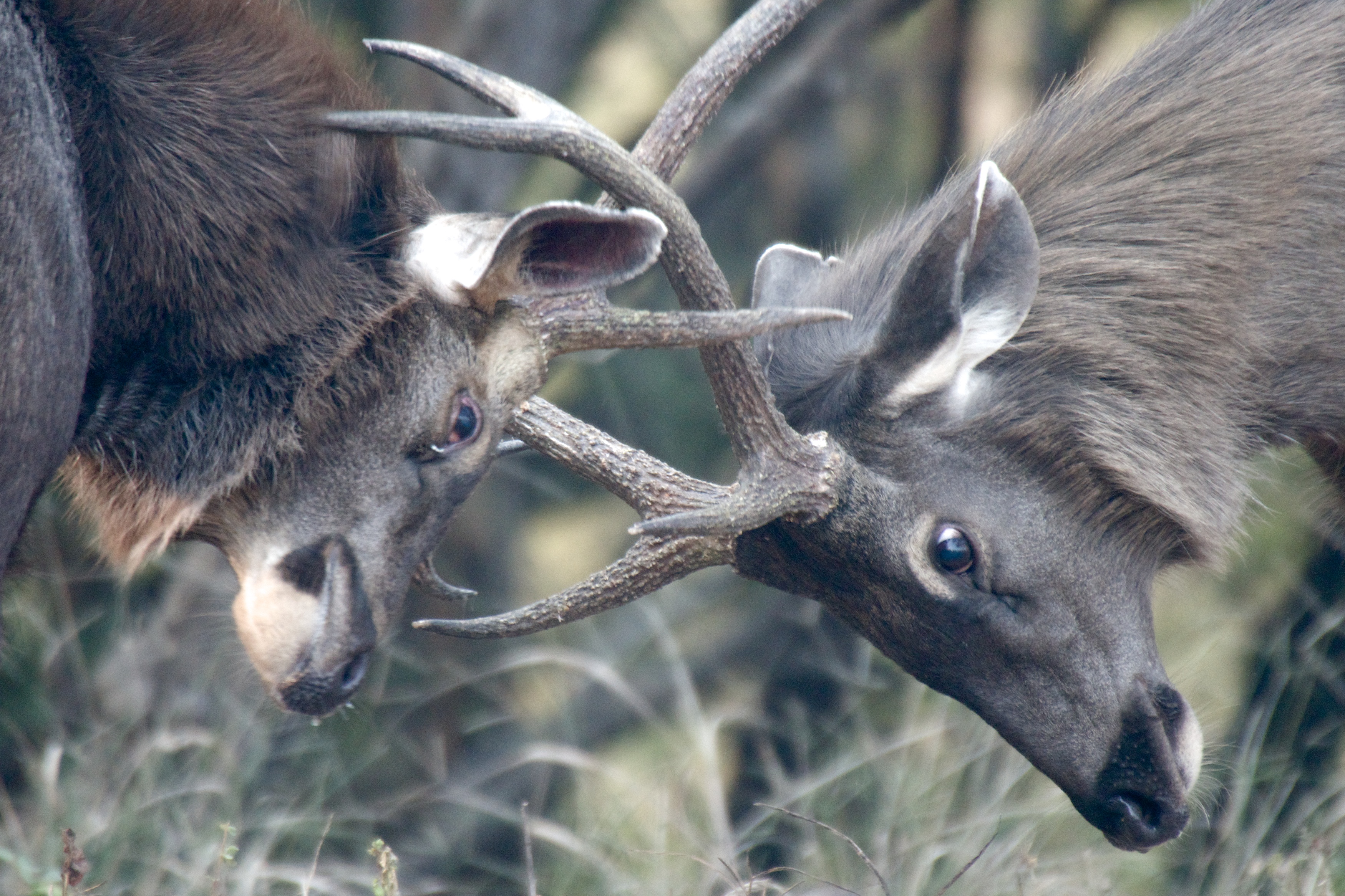 Close-up of sambar deer fighting - Nick Dale - Private Tutor