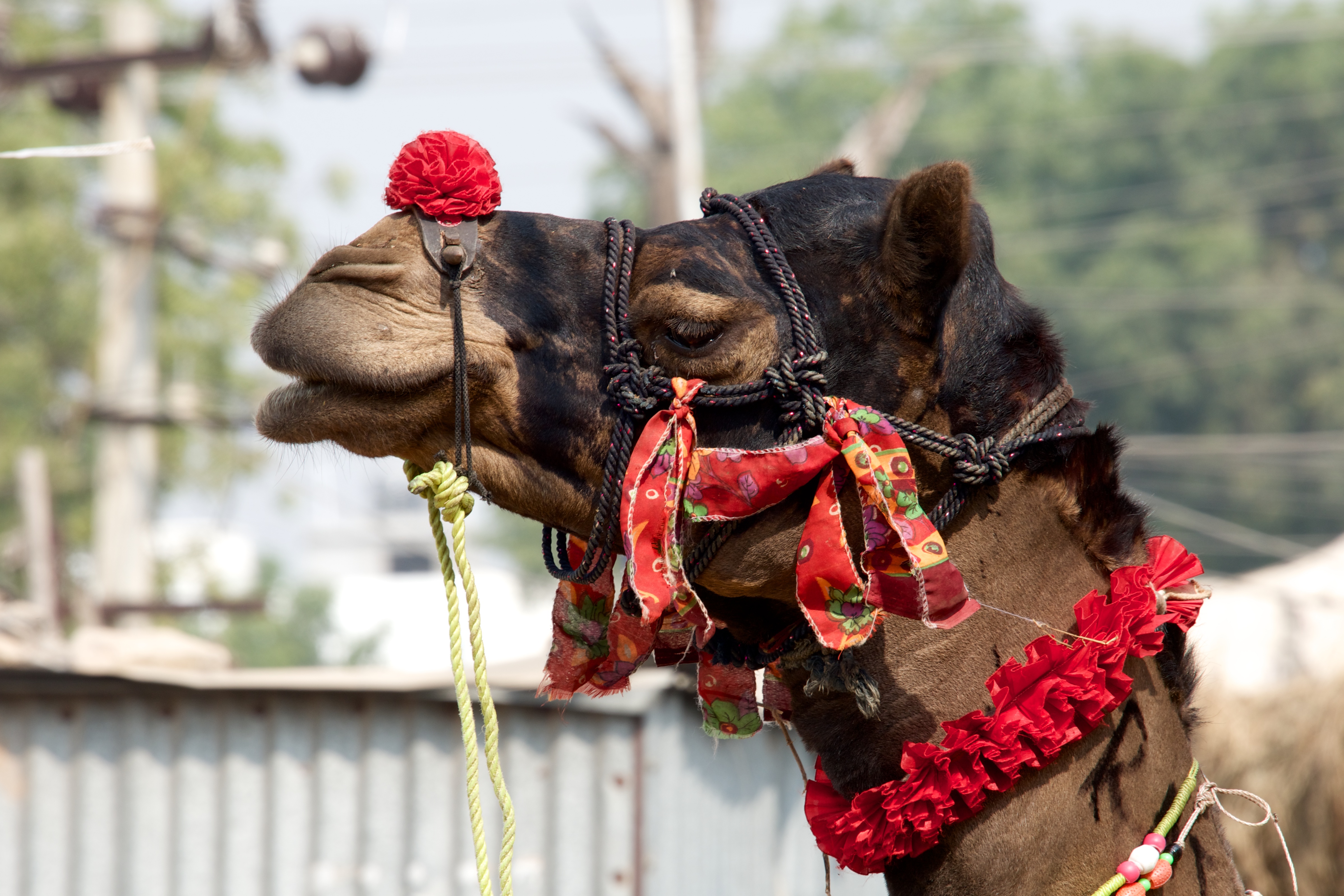 Decorated camel’s head | Nick Dale – Private Tutor
