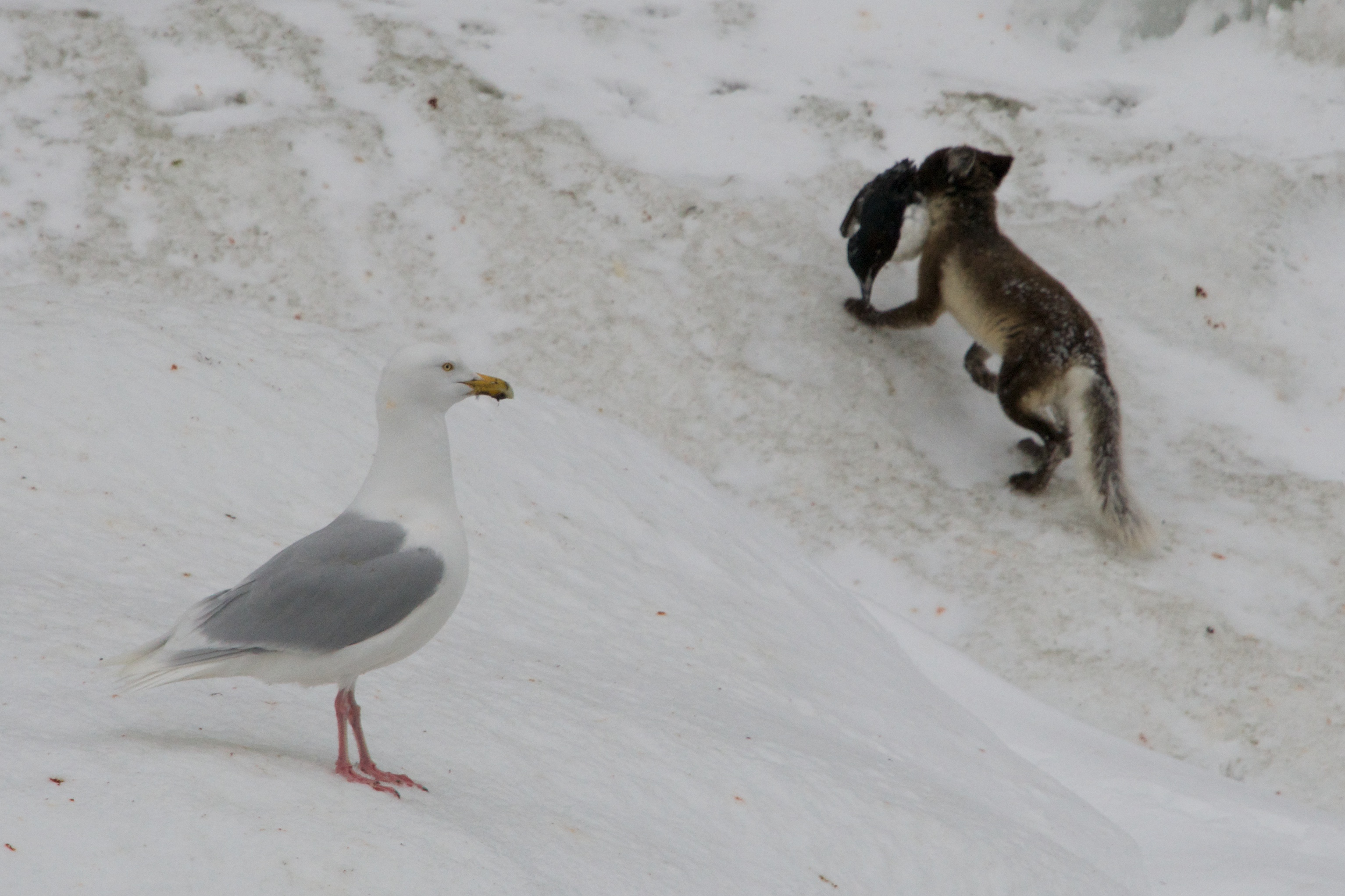 Glaucous gull and Arctic fox carrying guillemot | Nick Dale – Private Tutor