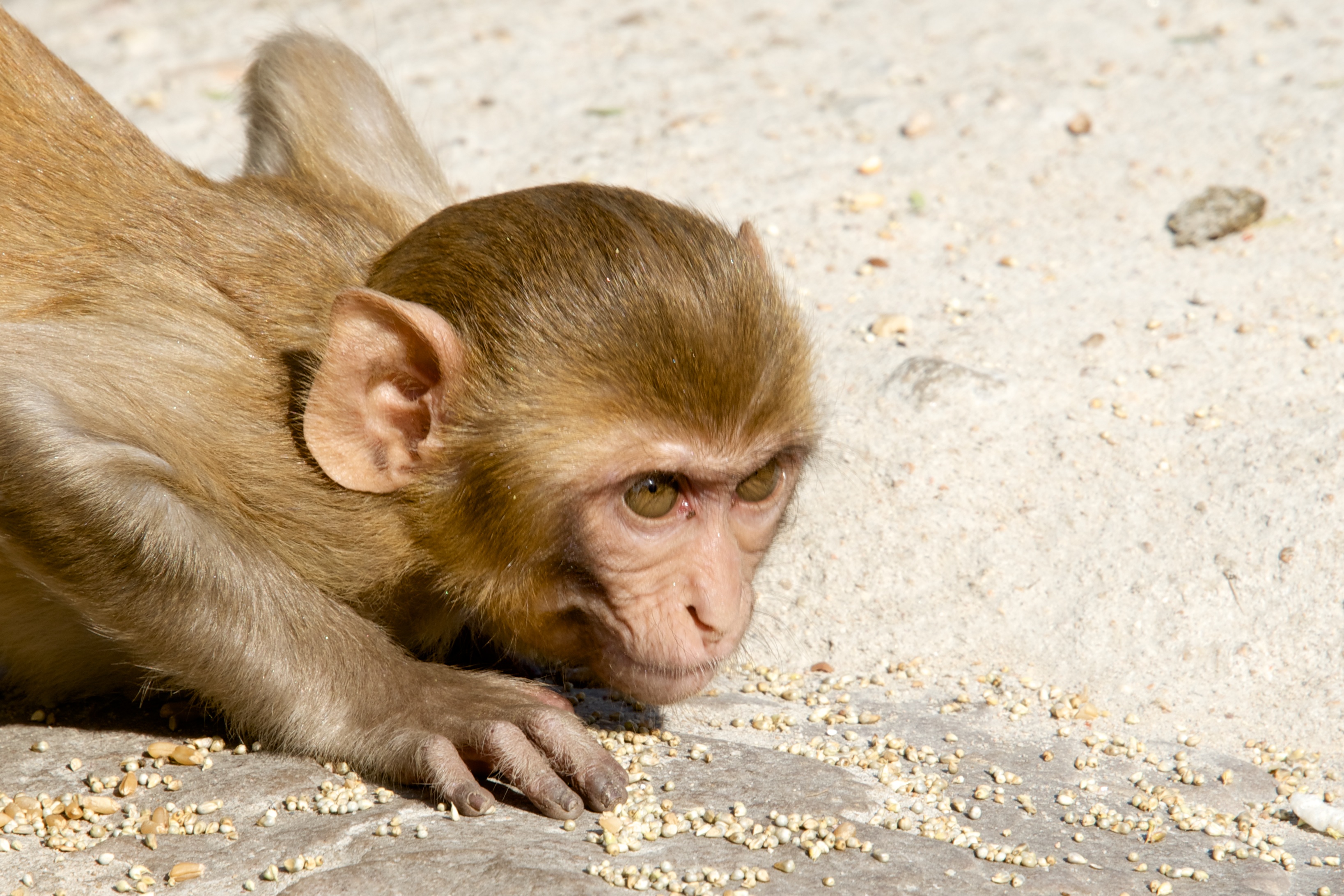 Rhesus macaque crouching | Nick Dale – Private Tutor