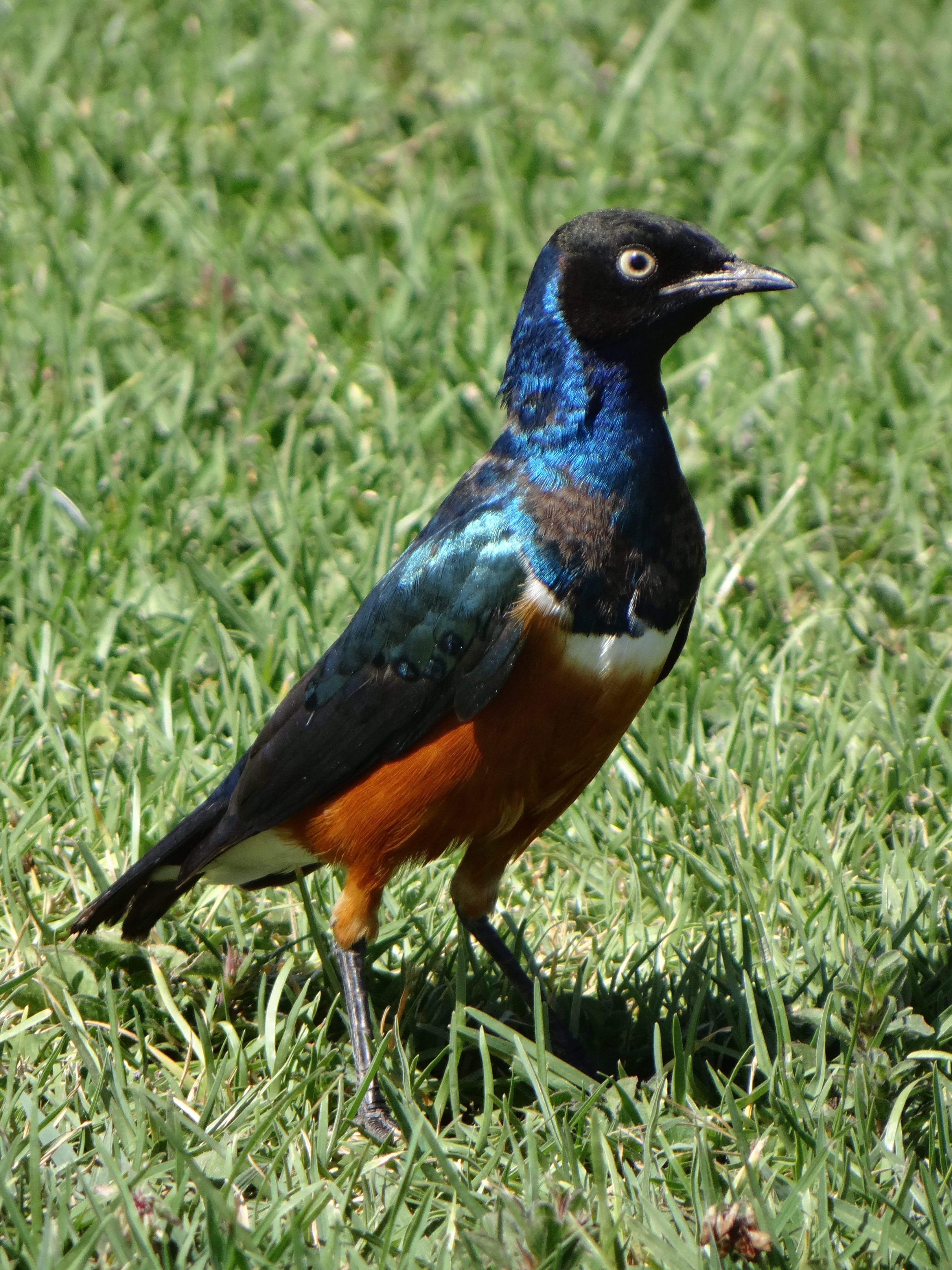 Superb starling 1 - Nick Dale - Private Tutor