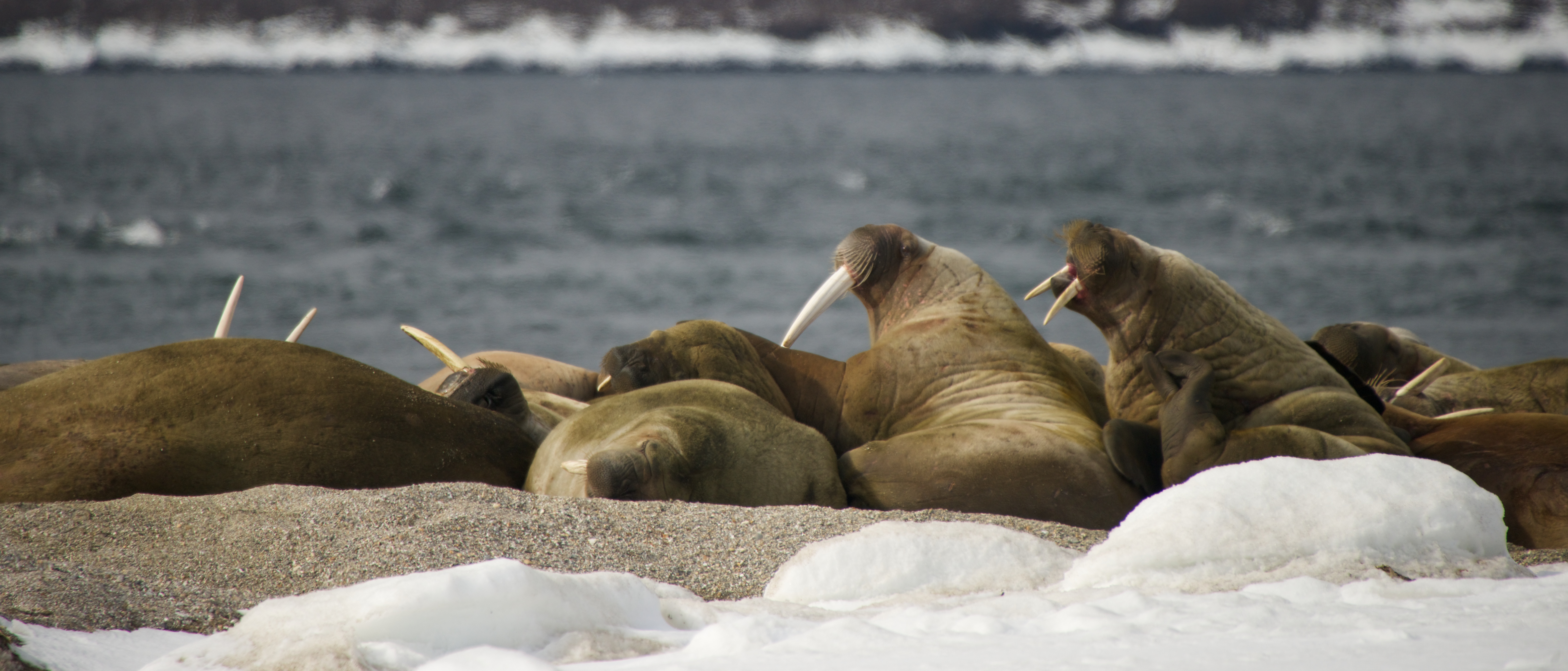 Panorama of walruses at snowy Arctic haul-out - Nick Dale - Private Tutor