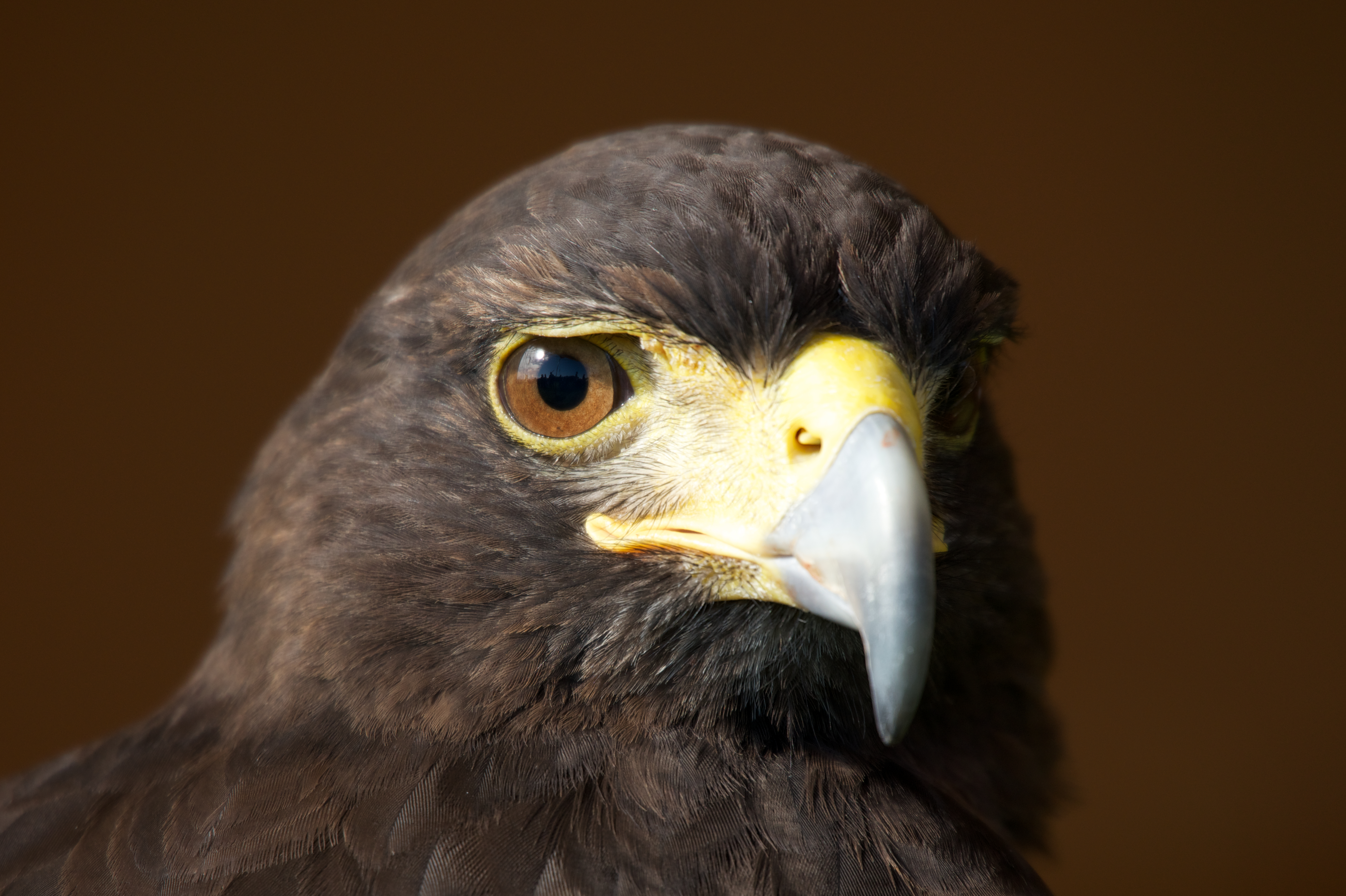 Close-up of Harris hawk staring at camera - Nick Dale - Private Tutor