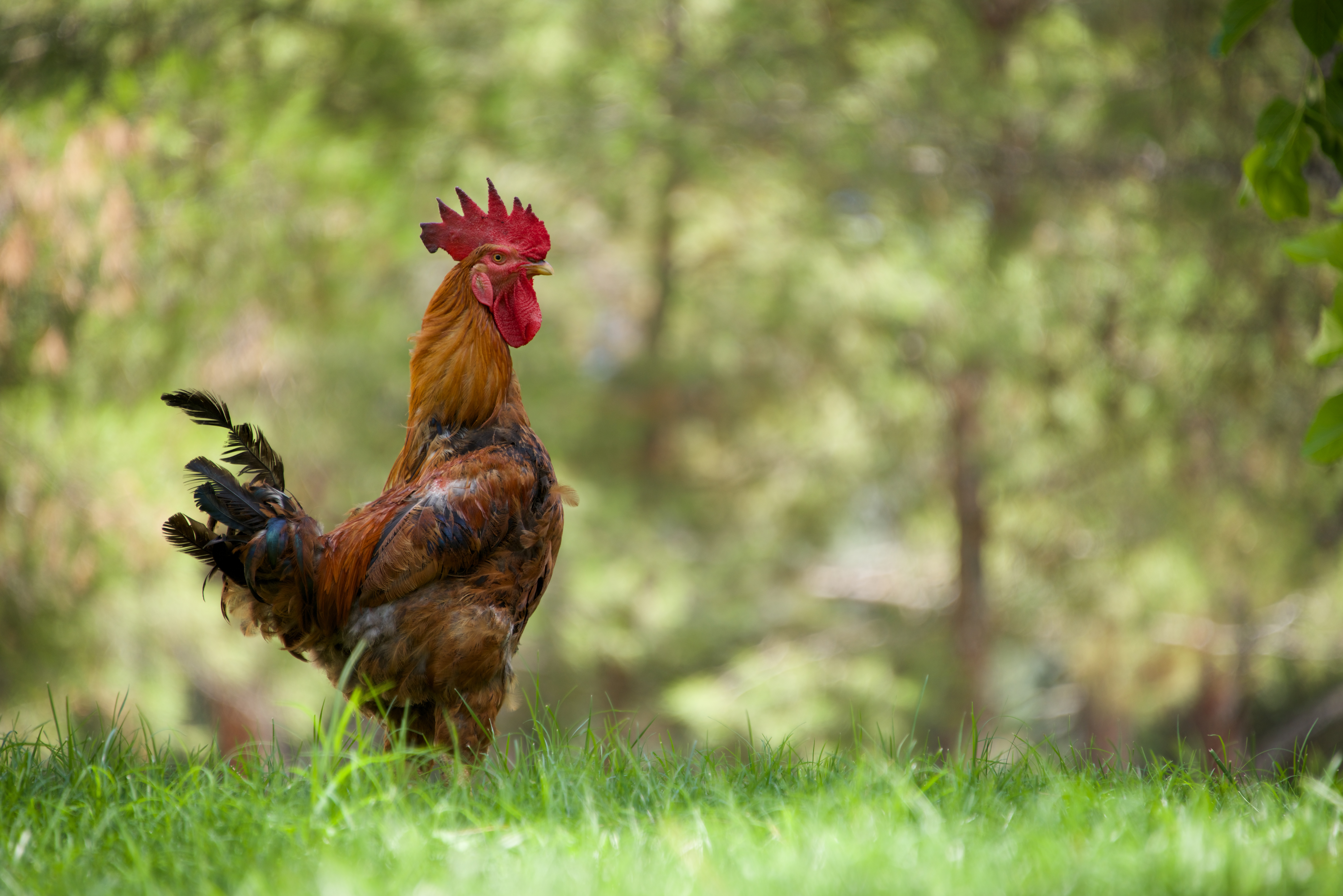 Cockerel in profile on grassy woodland bank | Nick Dale – Private Tutor